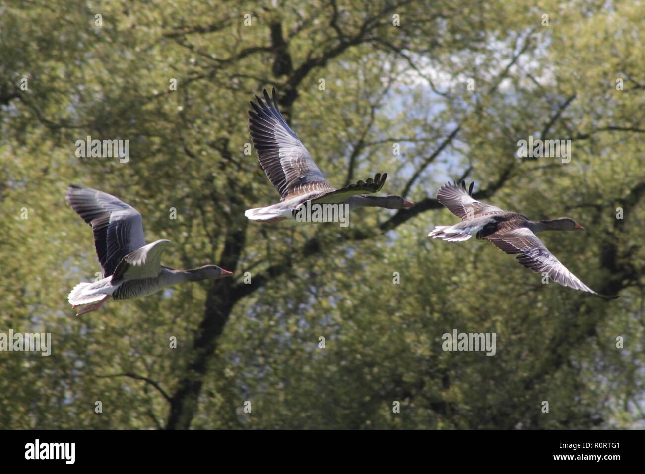 Flying trunks hi-res stock photography and images - Alamy