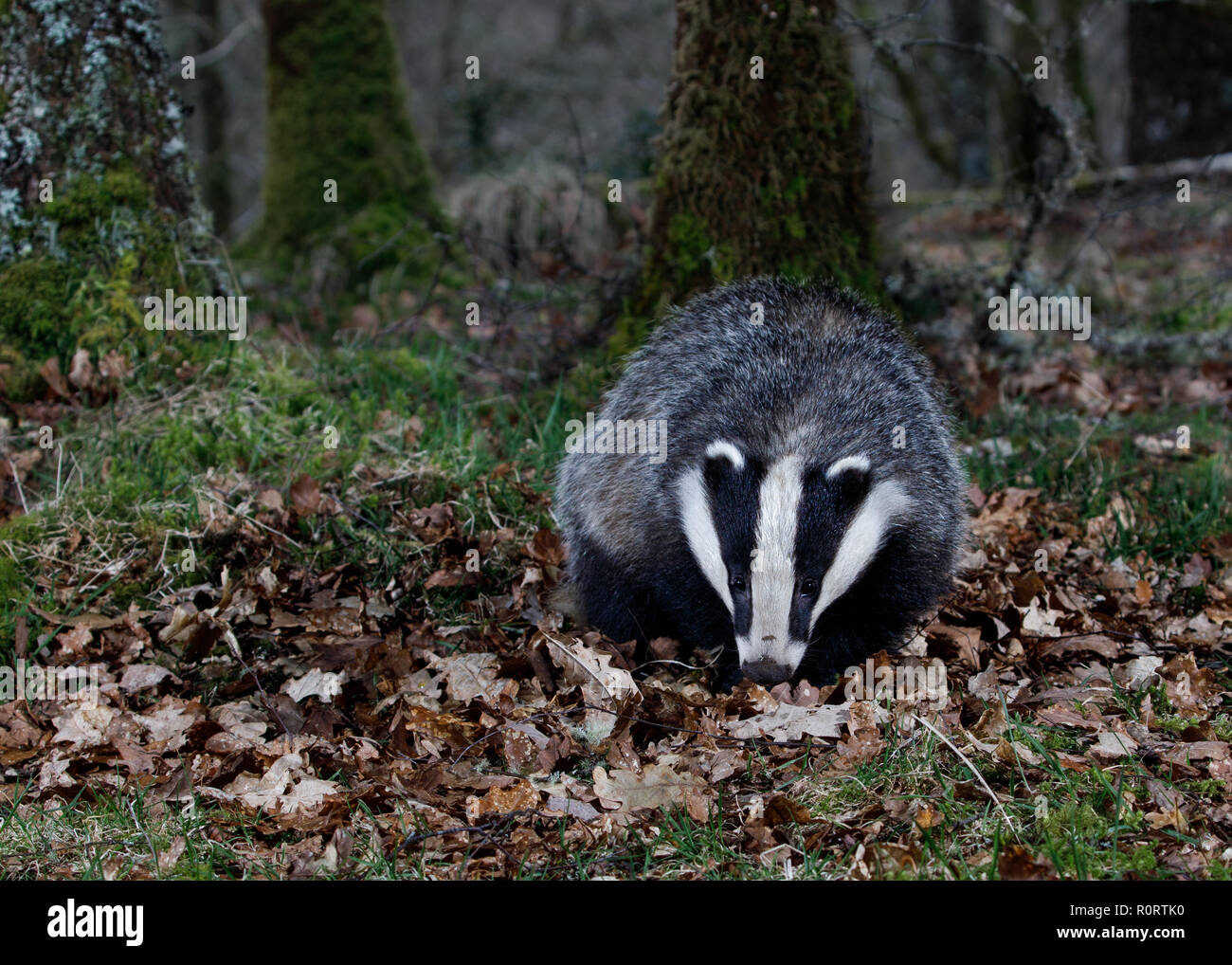 Eurasian Badger,Meles meles Stock Photo - Alamy