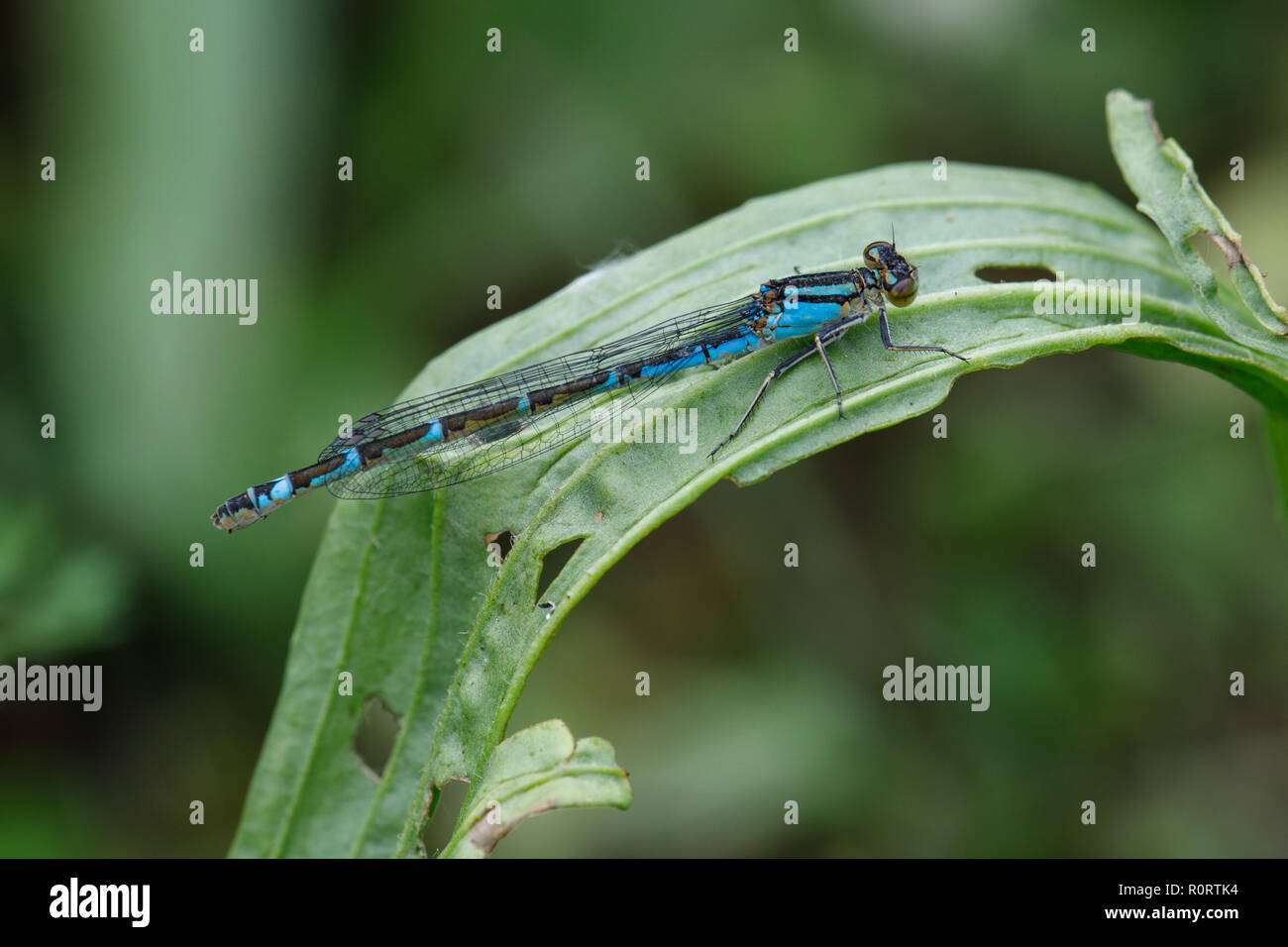 Common Blue Damselfly , Enallagma cyathigerum, female blue form Stock ...