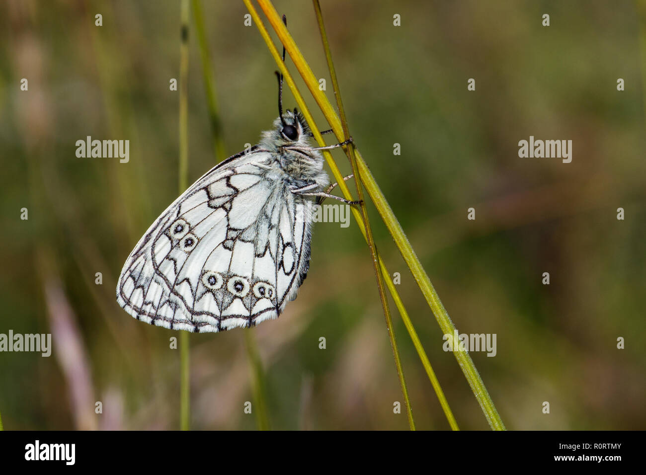 Marbled white butterfly,Melanargia galathea Stock Photo - Alamy