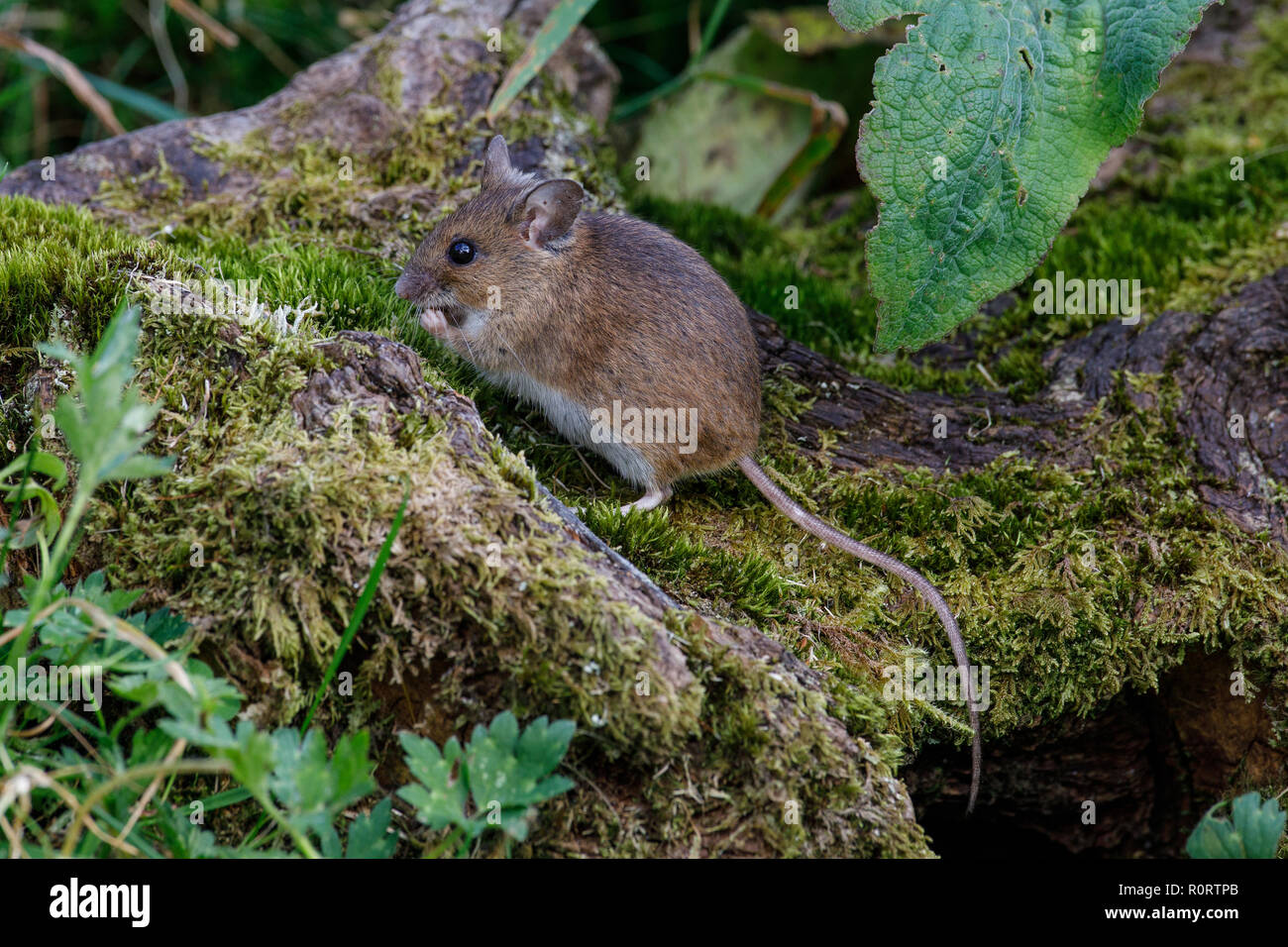 Wood Mouse, Apodemus sylvaticus Stock Photo - Alamy