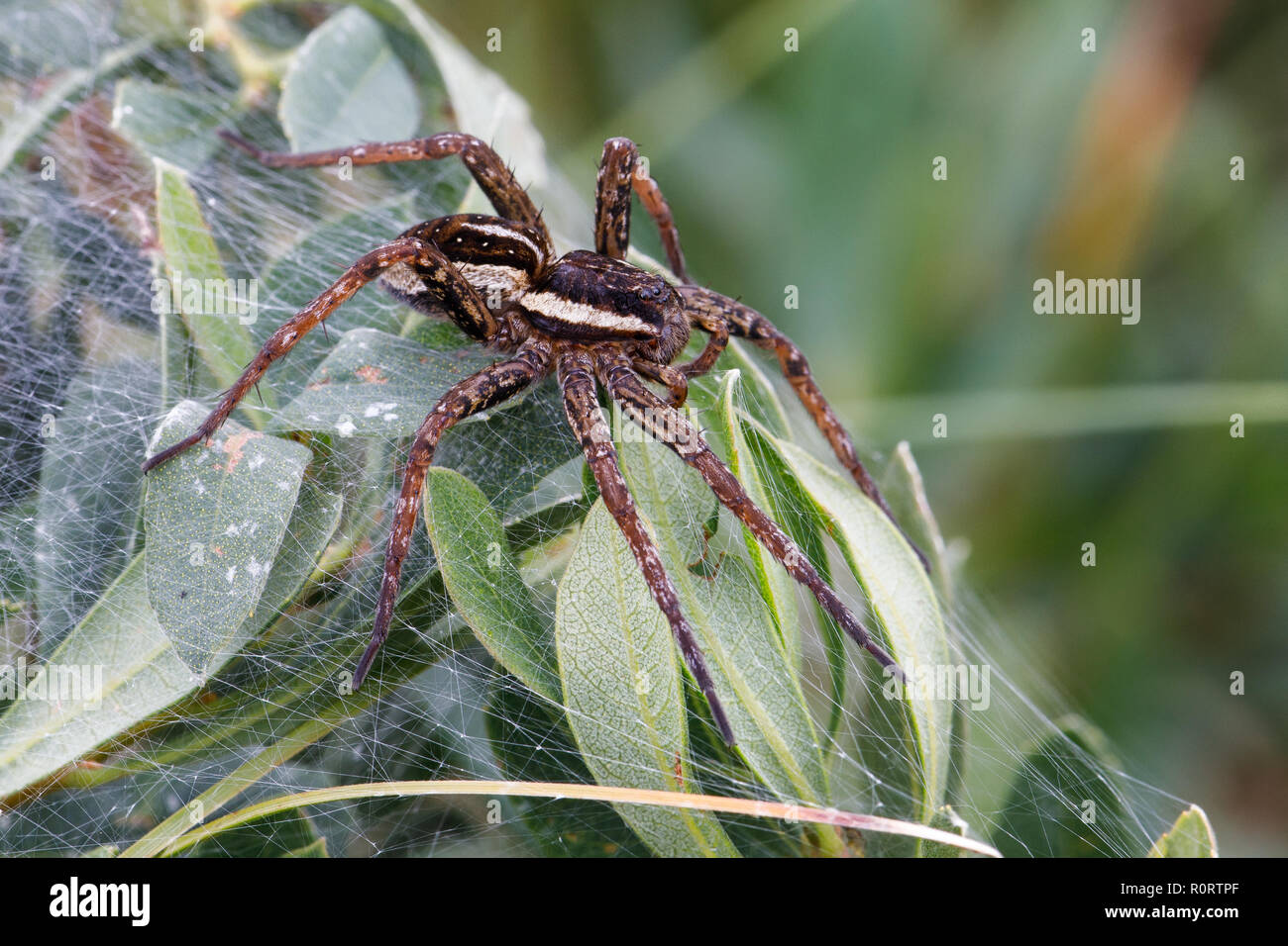 Bog Raft Spider High Resolution Stock Photography and Images - Alamy