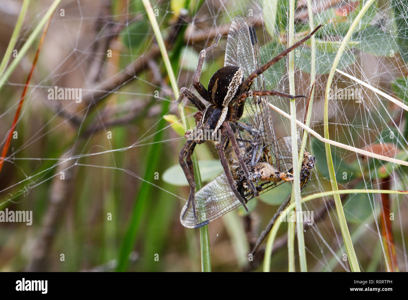 Bog Raft Spider High Resolution Stock Photography and Images - Alamy