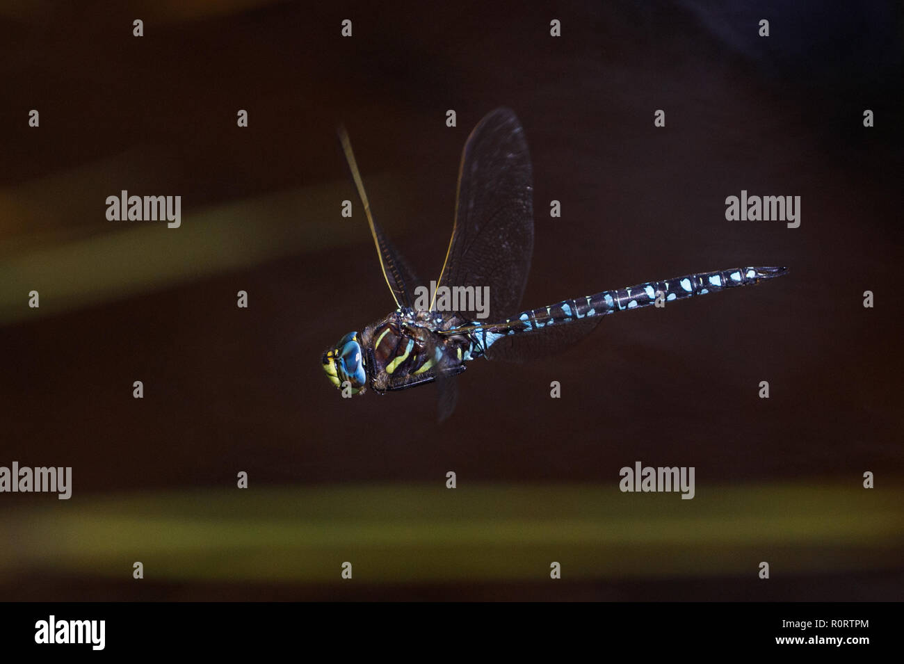 Common Hawker dragonfly, Aeshna juncea, in flight Stock Photo - Alamy
