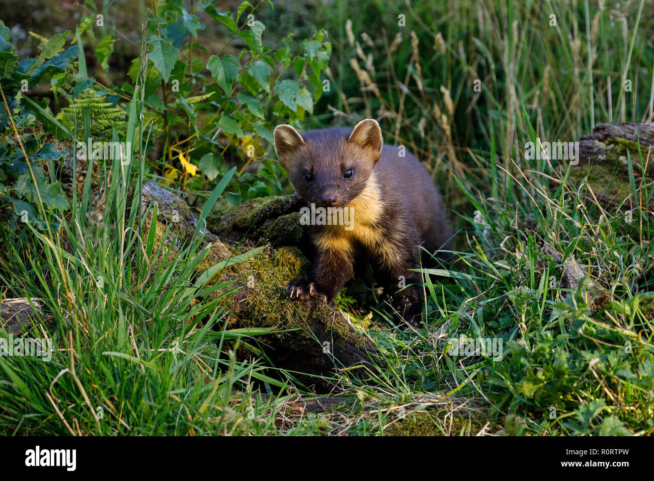Male pine marten hi-res stock photography and images - Alamy