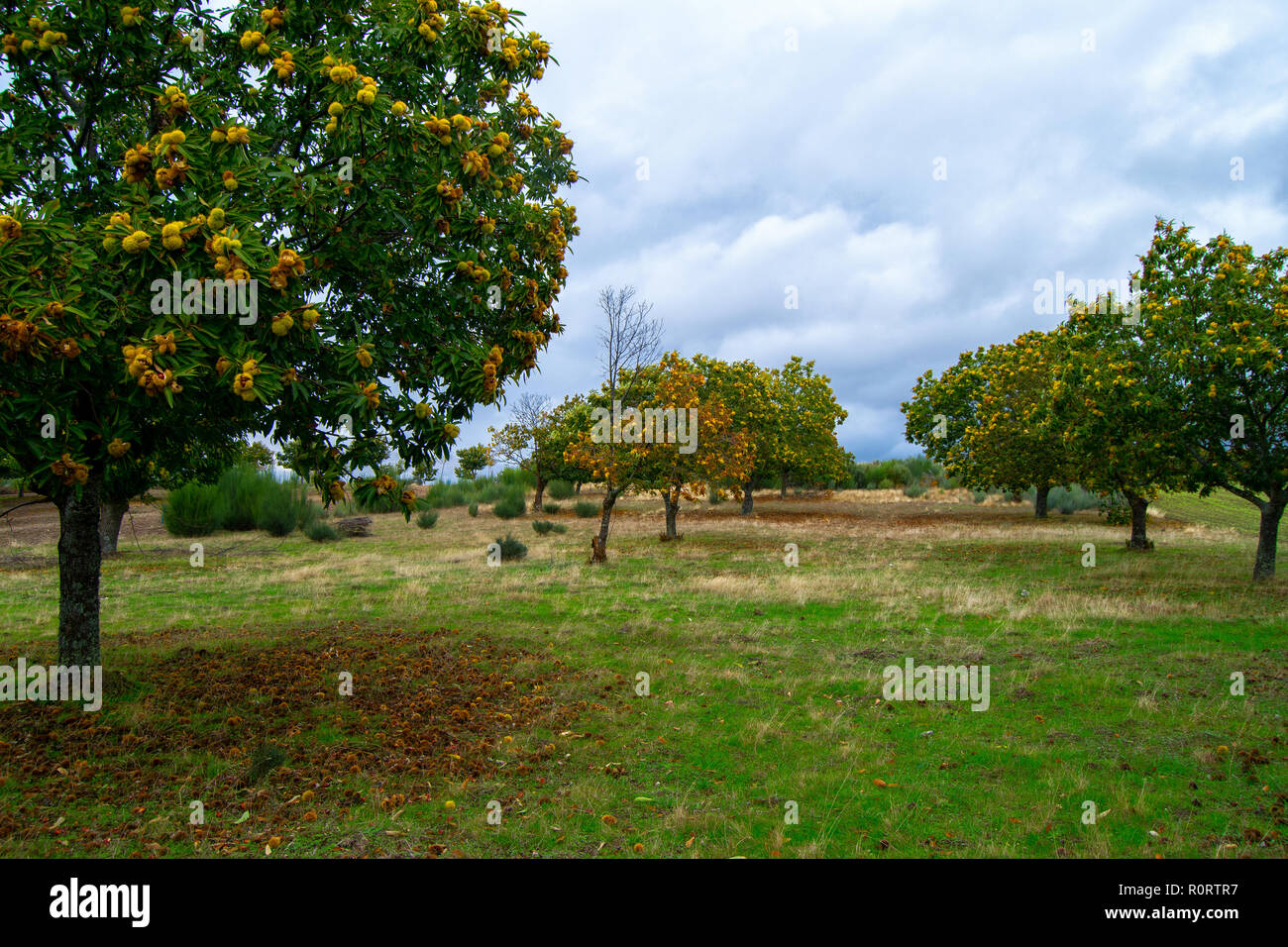 Chestnut fields hi-res stock photography and images - Alamy