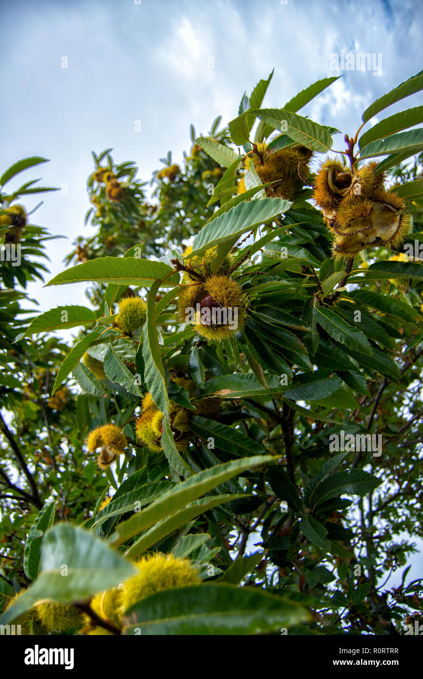 Chestnuts production hi-res stock photography and images - Alamy