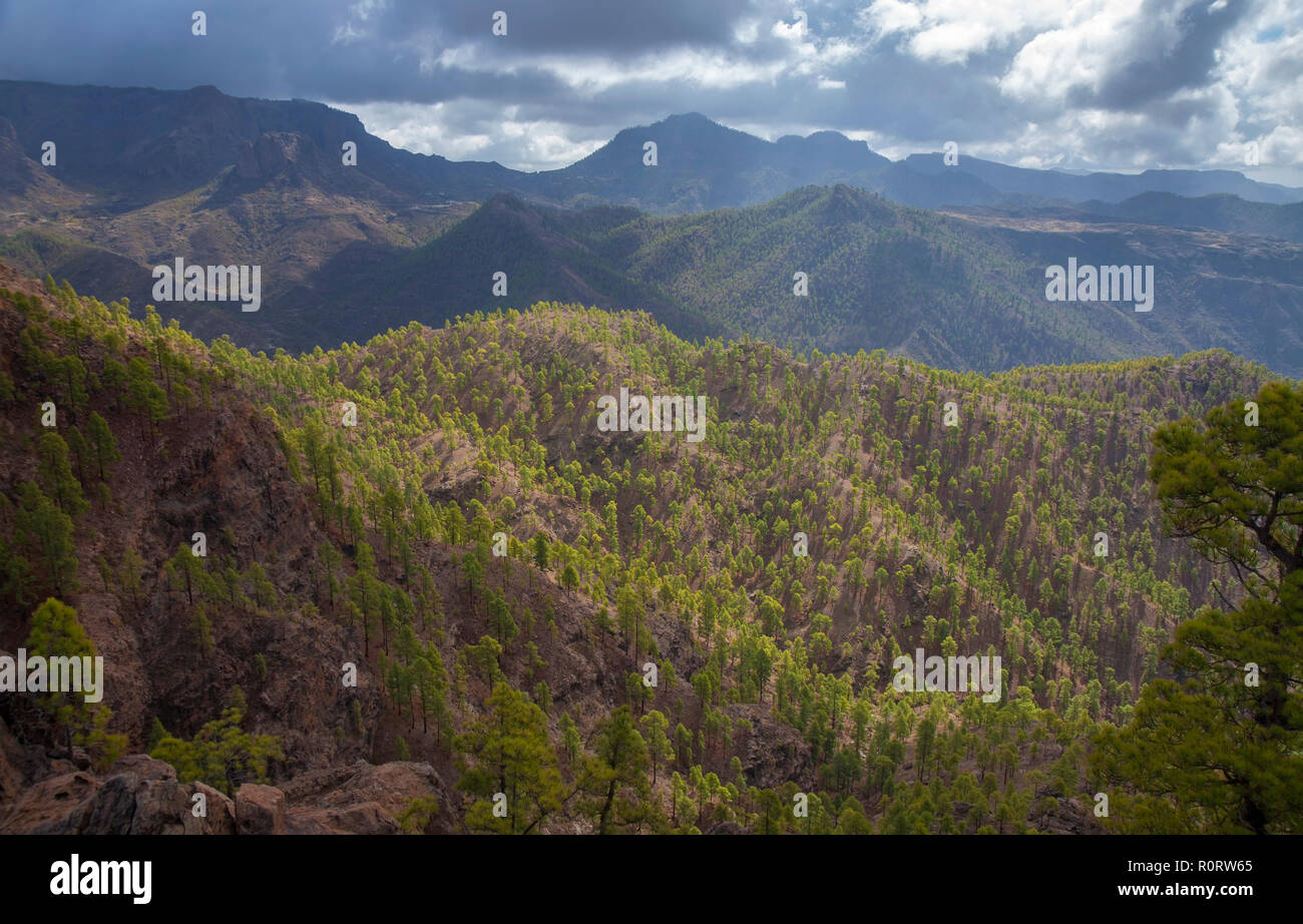 Gran Canaria, October, re-forested part of nature park Pajonales, canarian pines Stock Photo - Alamy
