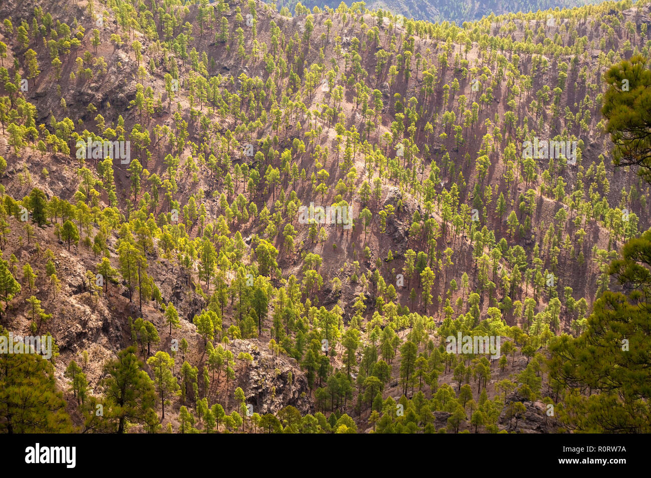 Gran Canaria, October, re-forested part of nature park Pajonales, canarian pines Stock Photo - Alamy