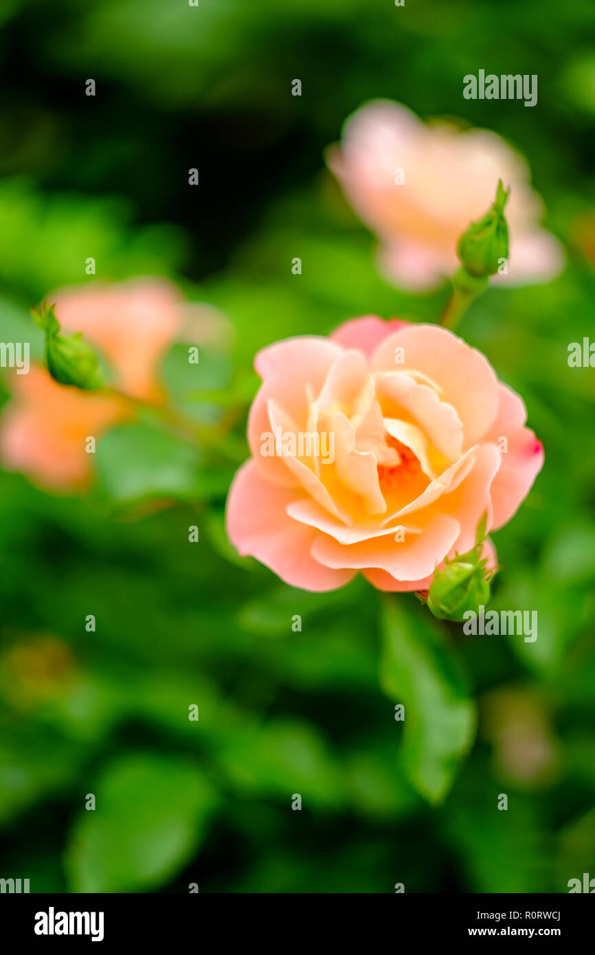 Rosa chinensis hybrid hi-res stock photography and images - Alamy