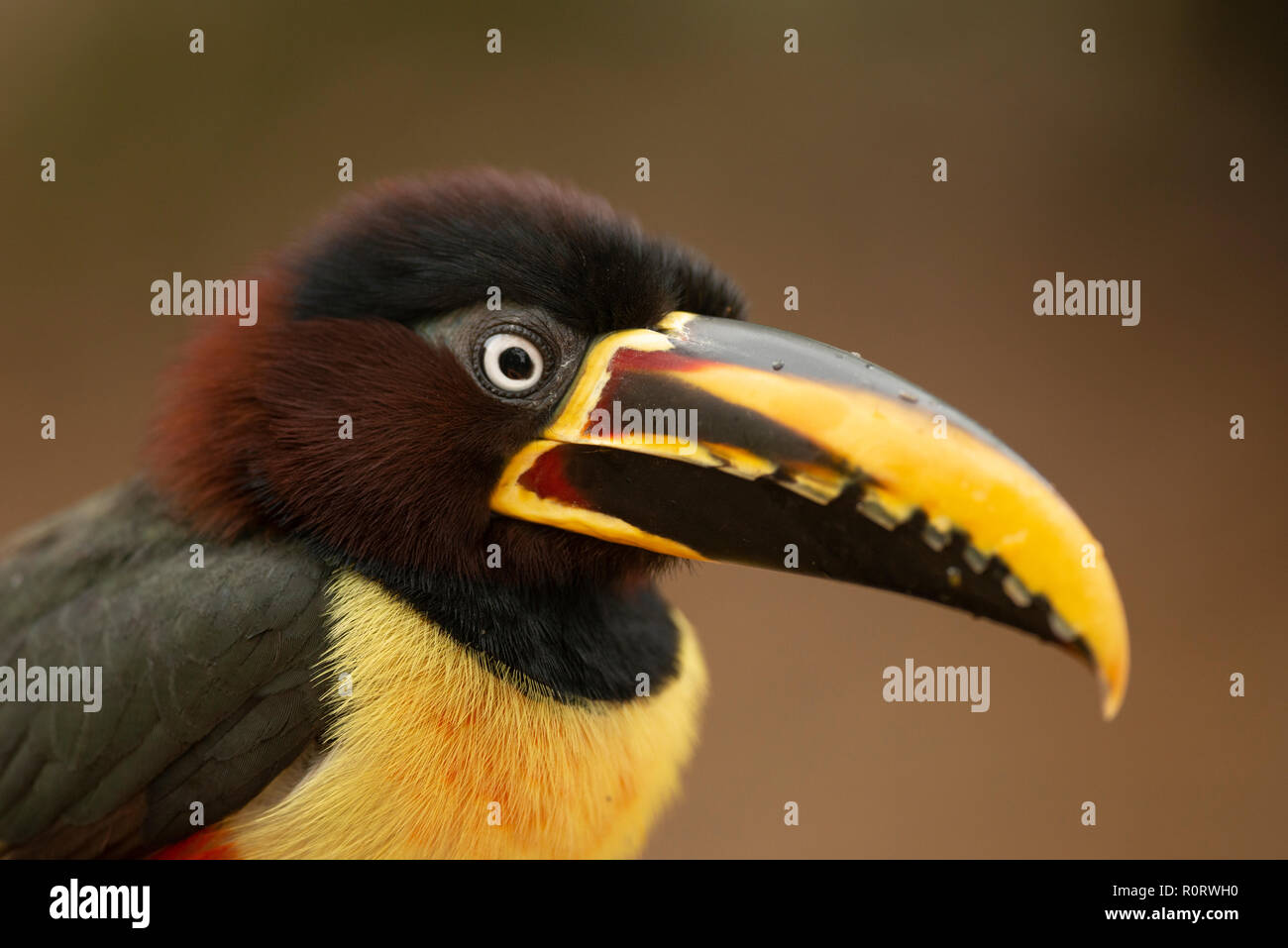 Chestnut eared aracari hi-res stock photography and images - Alamy