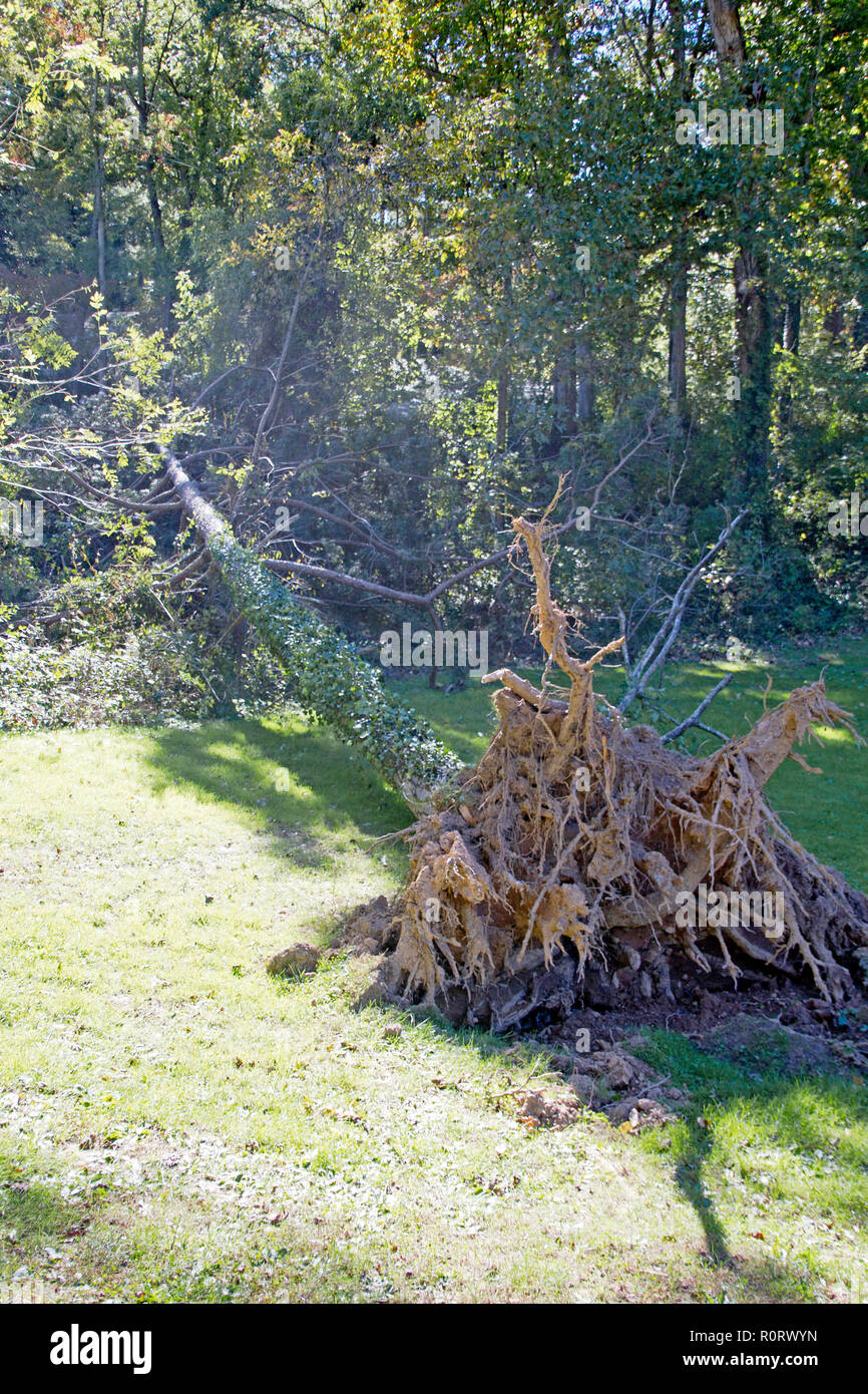 Horizontal wind blown tree on hi-res stock photography and images - Alamy