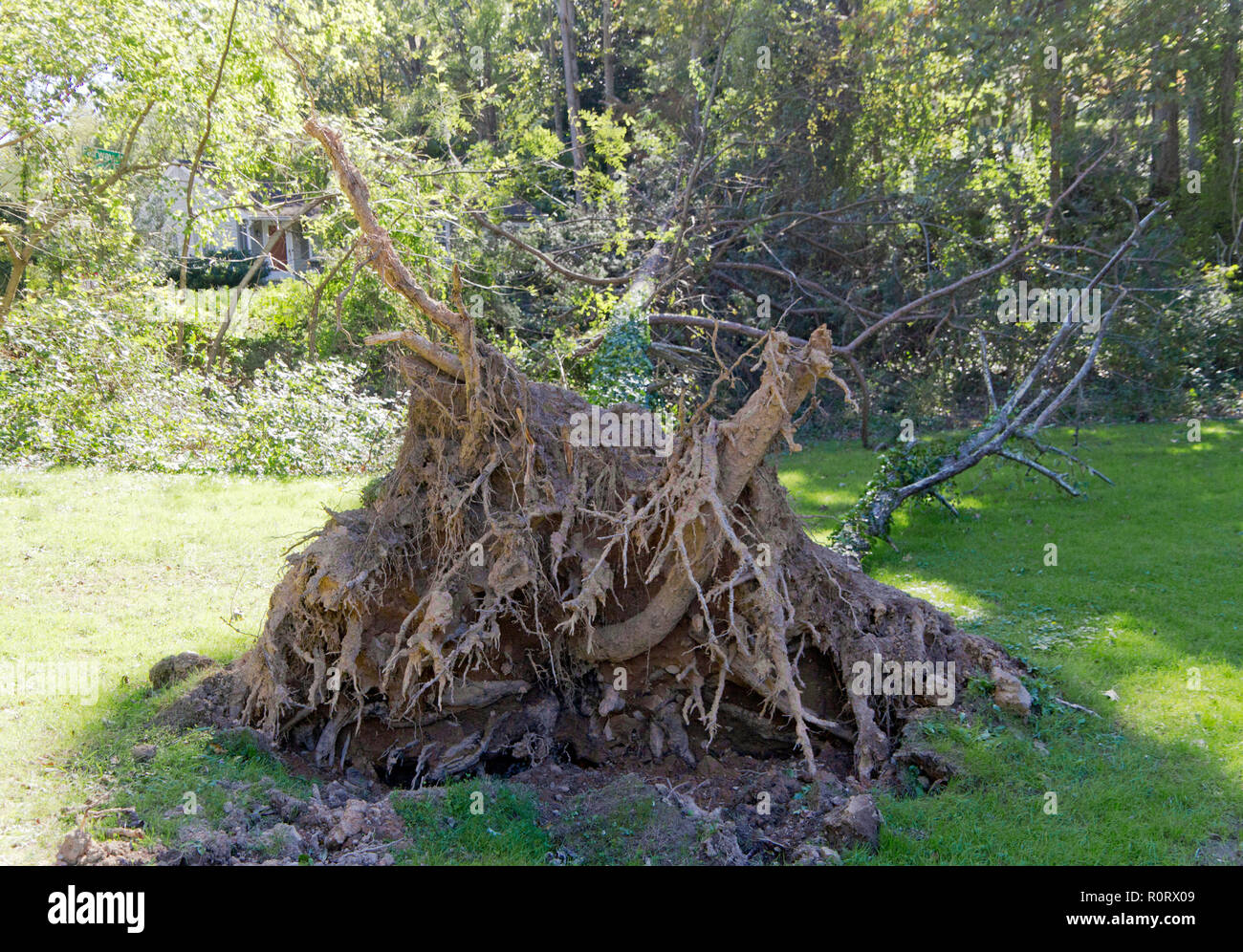 Tree Roots Exposed Blown Over High Resolution Stock Photography and ...
