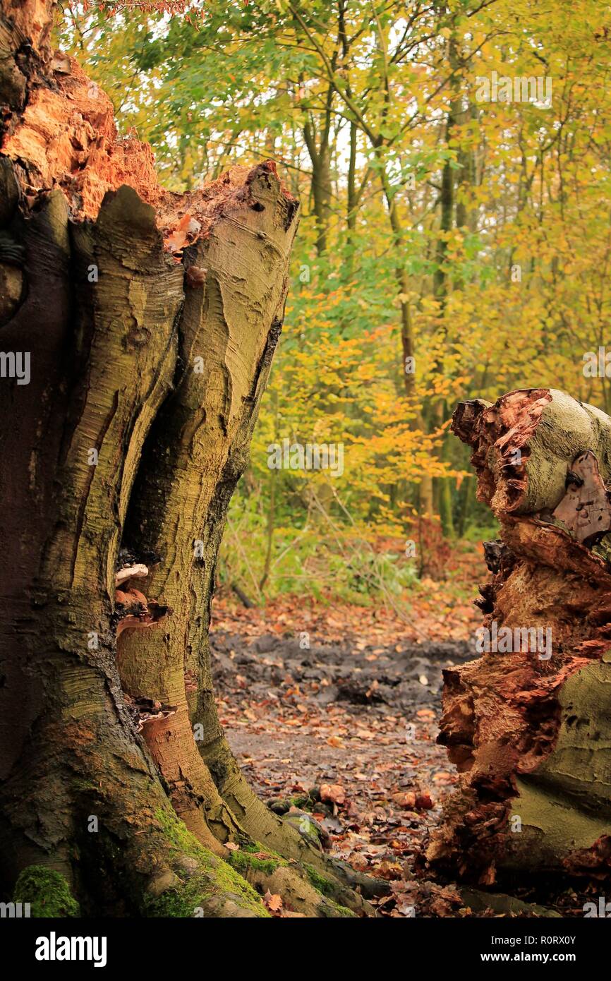 Uk rural autumn sceme hi-res stock photography and images - Alamy