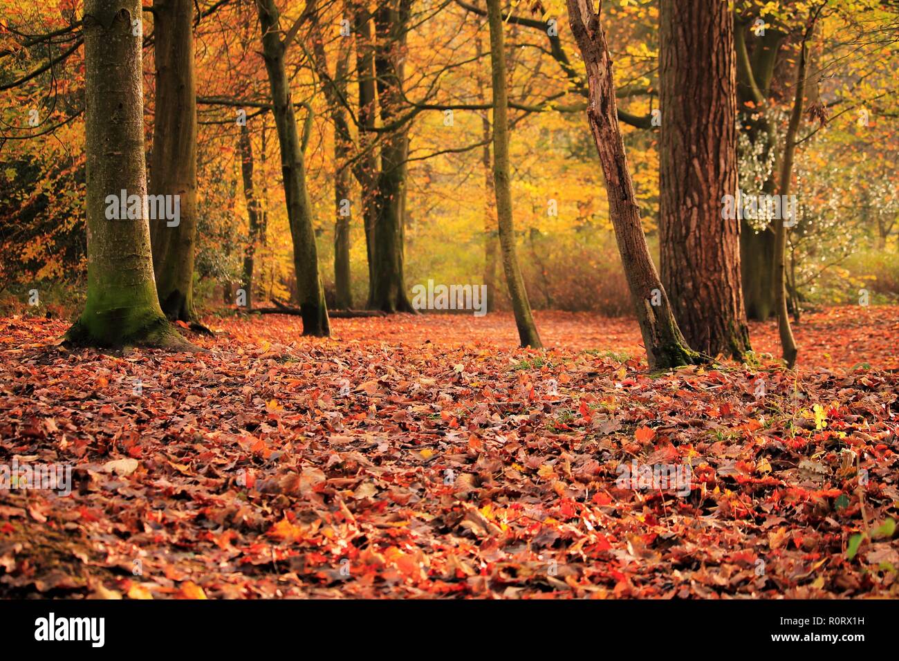 UK Ulverston. UK Rural Autumn Scene from Ulverston Cumbria UK Stock ...