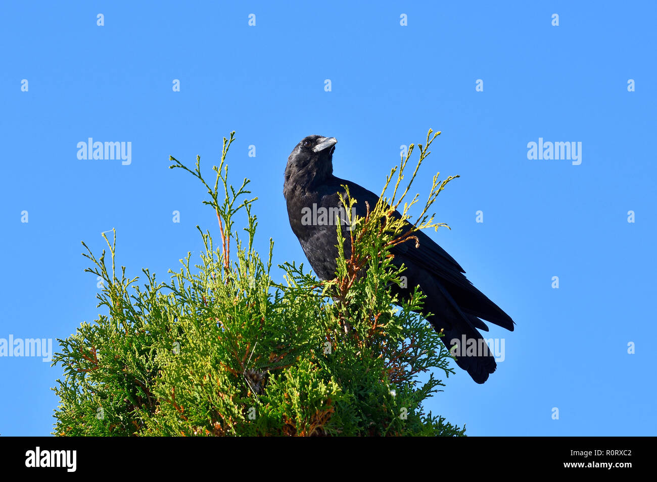A common crow (Corvus brachyrhynchos), perched on the top of a cedar ...
