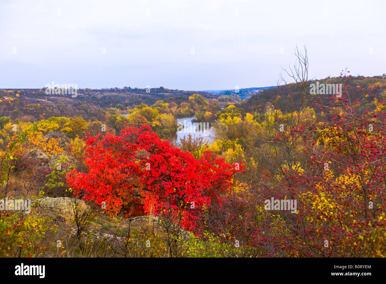 panorama of autumn river under a cloudy blue sky bright yellow trees ...