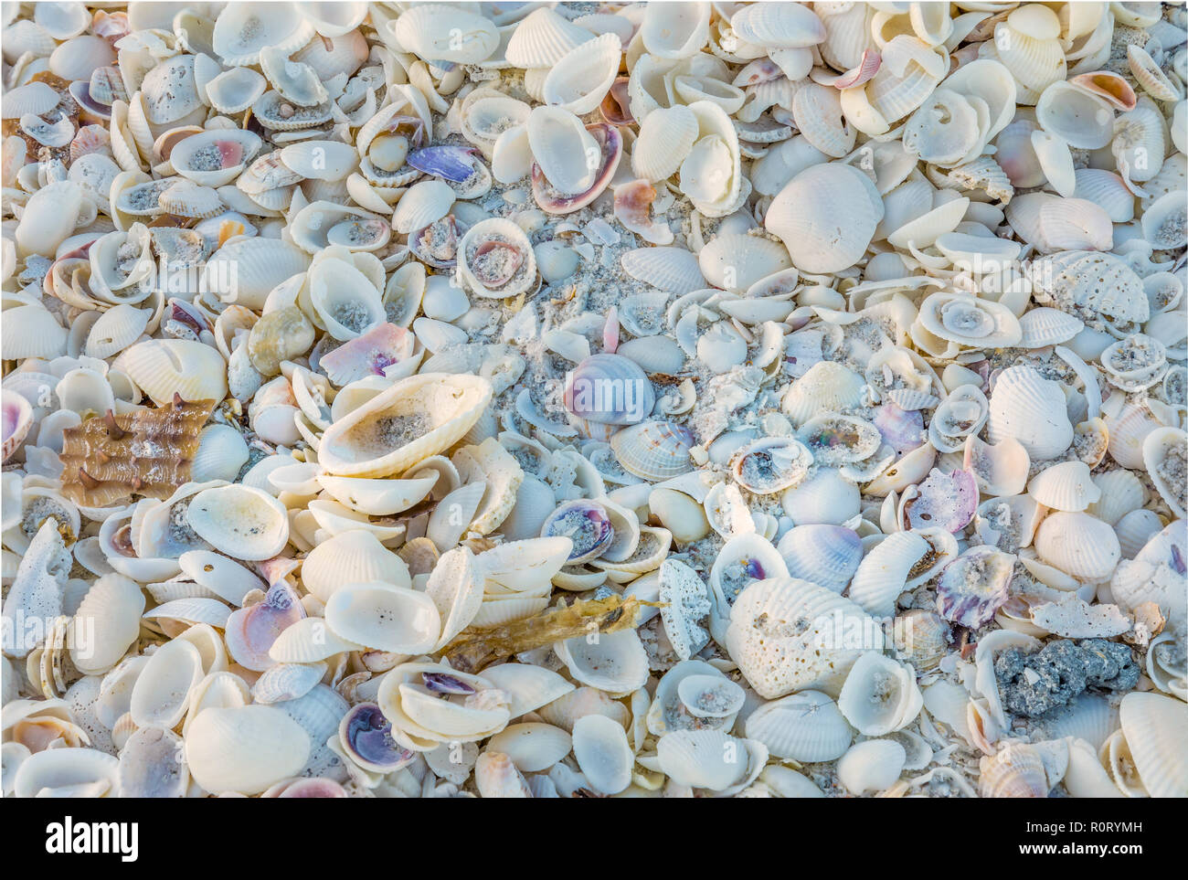 Sea shells full frame Stock Photo - Alamy