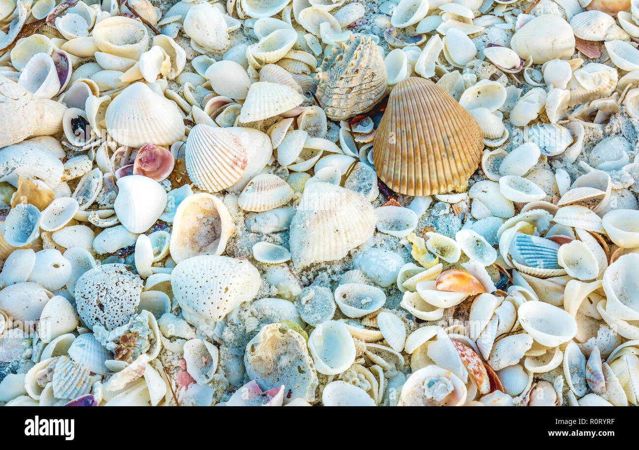 Sea shells full frame Stock Photo - Alamy