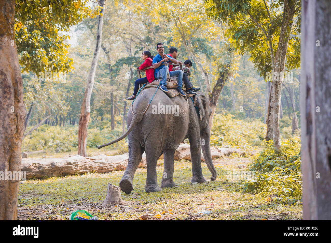Chitwan,Nepal - Oct 23,2018: Elephant Safari,Group of Tourists riding ...