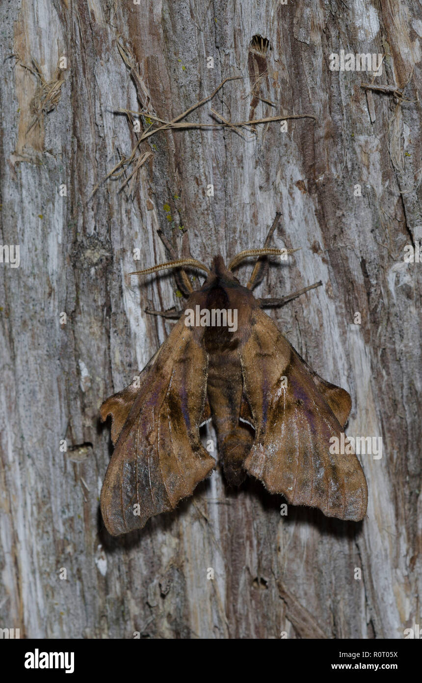 Blinded Sphinx, Paonias excaecata Stock Photo - Alamy