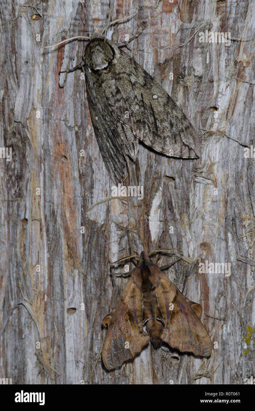 Catalpa Sphinx, Ceratomia catalpae, (top) and Blinded Sphinx, Paonias ...