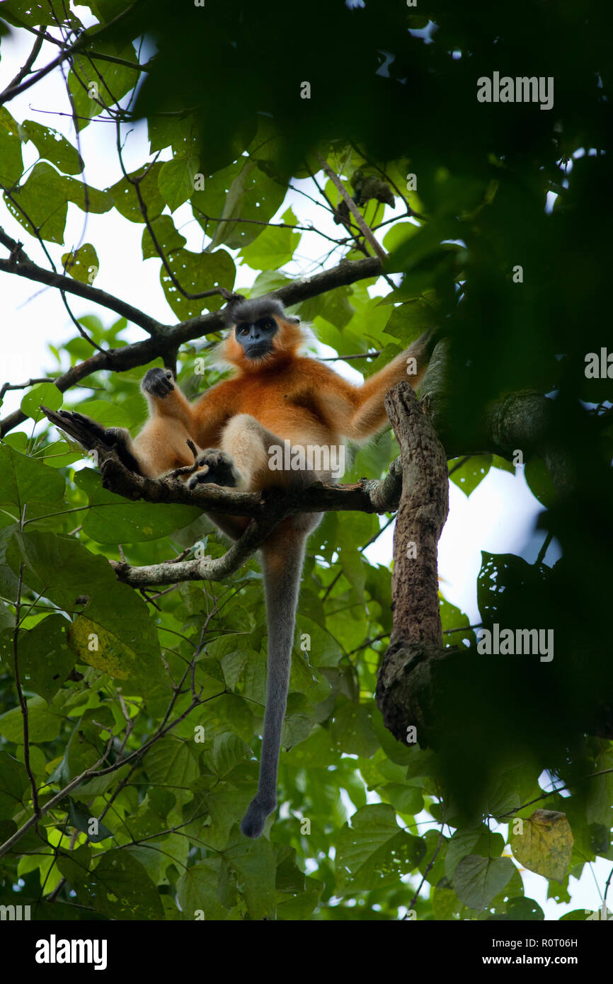 Capped langur trachypithecus pileatus hi-res stock photography and ...