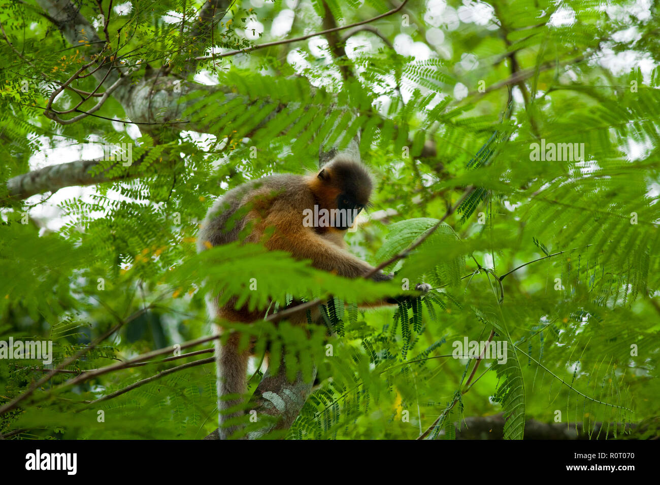 Capped langur trachypithecus pileatus hi-res stock photography and ...