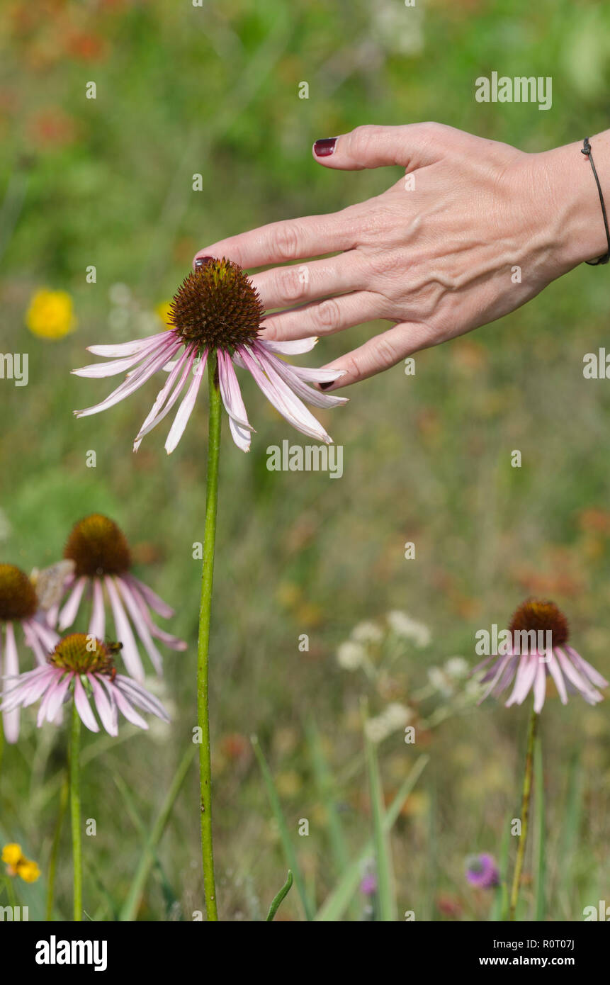 Purple Coneflower, Echinacea angustifolia, with human hand to ...