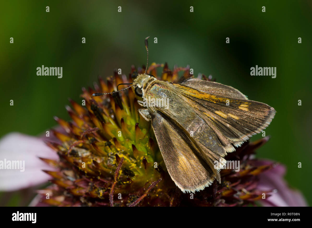 Southern Broken-dash, Polites otho, female on purple coneflower ...