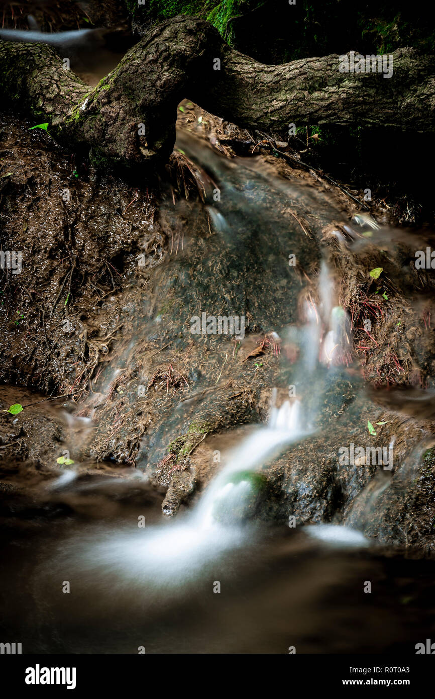 Small waterfall streaming under tree trunk in woods in long exposure ...