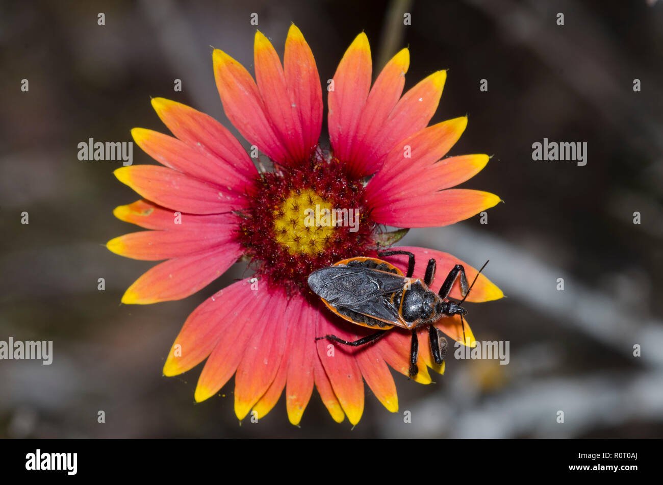 Apiomerus sp hi-res stock photography and images - Alamy