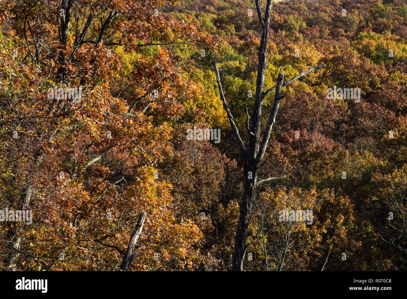 Indiana dunes state park indiana hi-res stock photography and images ...