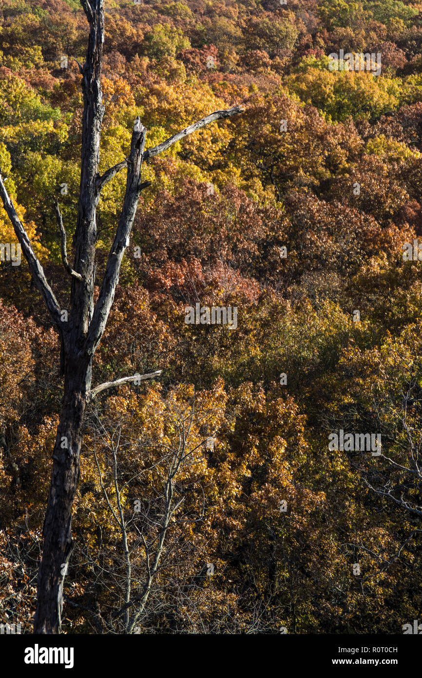 Beautiful fall colors at Indiana dunes state park, Indiana Stock Photo ...