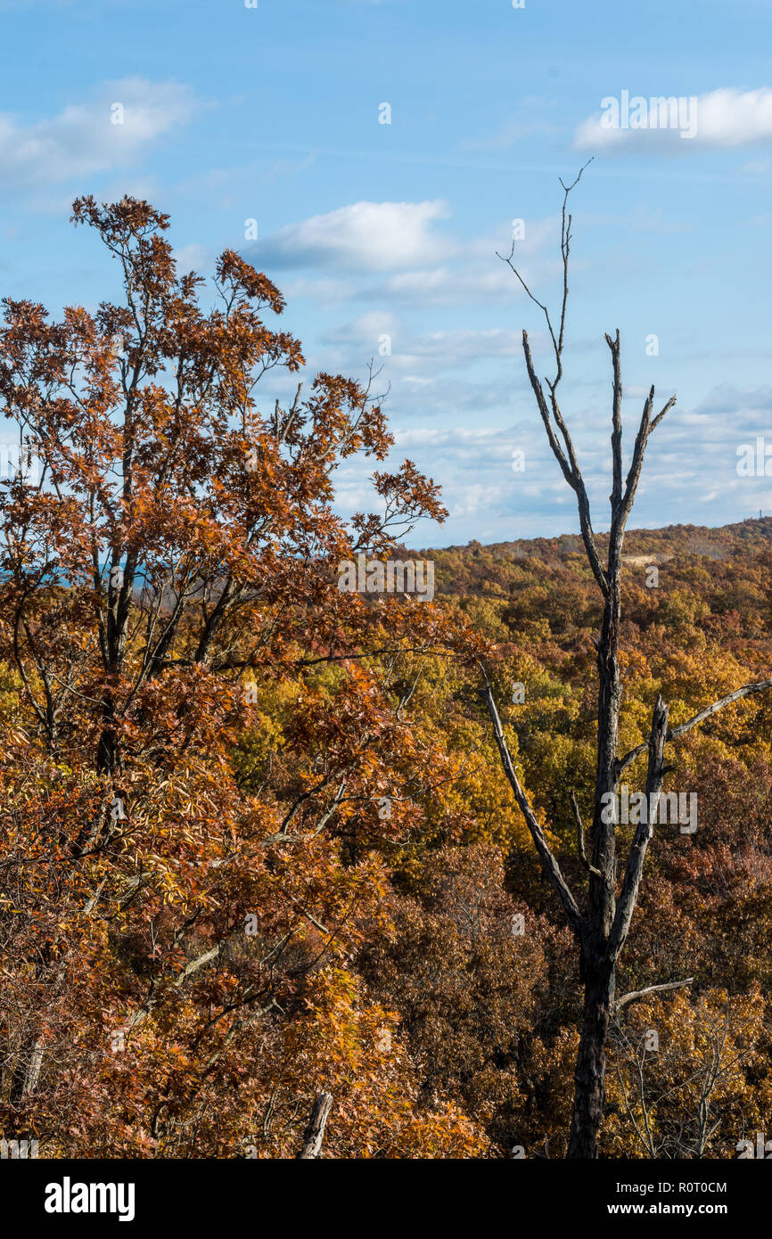 Beautiful fall colors at Indiana dunes state park, Indiana Stock Photo ...