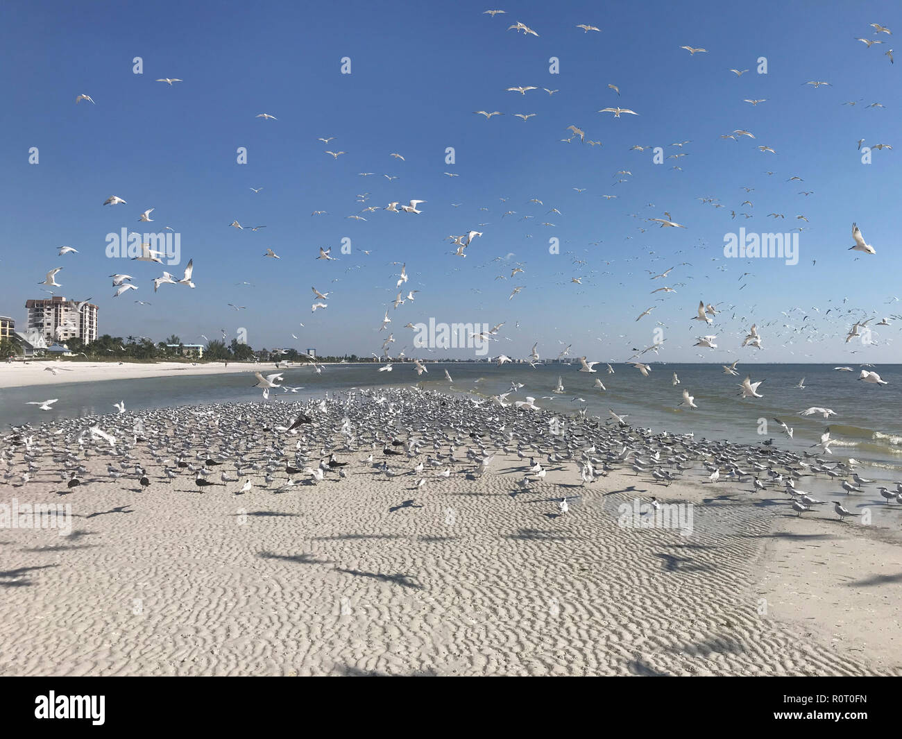 Birds on the beach Stock Photo - Alamy