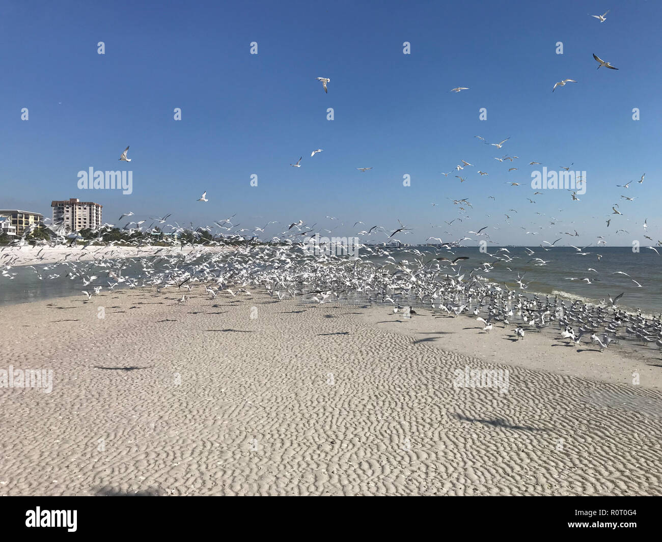 Birds on the beach Stock Photo - Alamy