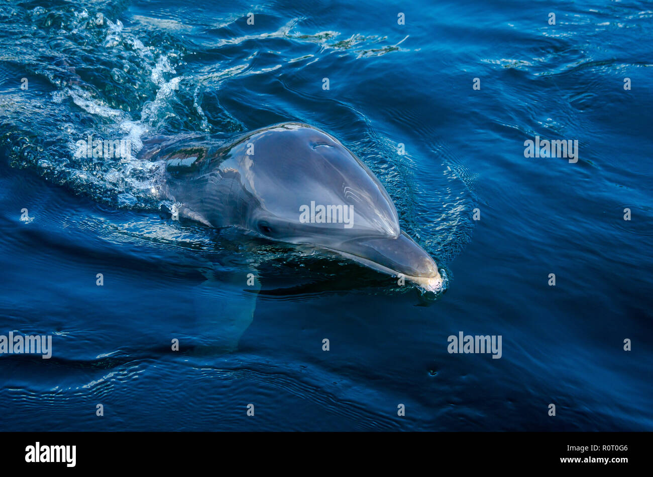 Dolphin face close up hi-res stock photography and images - Alamy