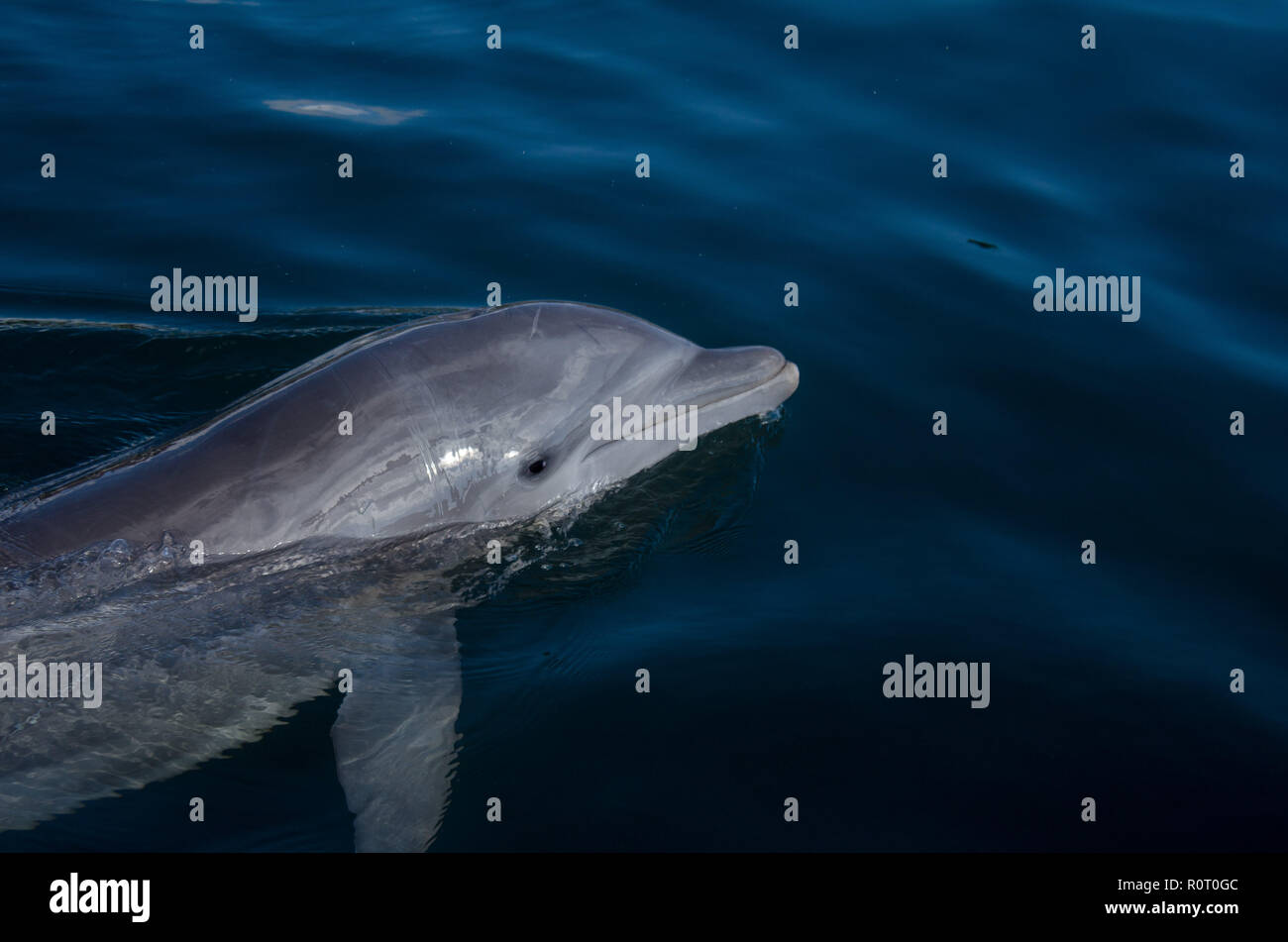 Close up of a dolphin (Tursiops truncatus) in the sea Stock Photo - Alamy
