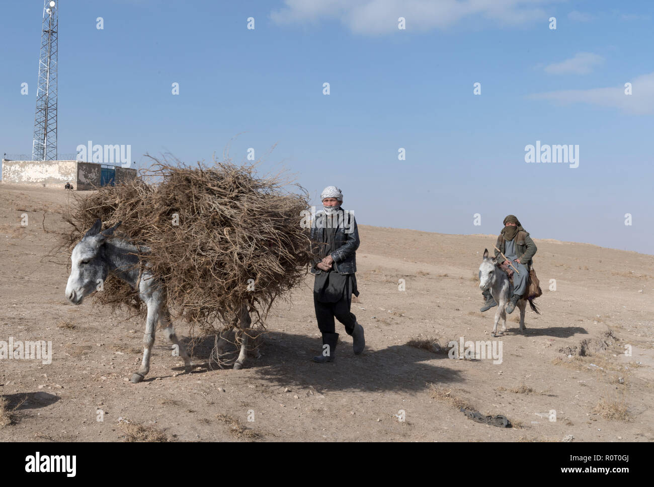 Farmer And His Wife Suffering From Drought Carrying Dry Branches On ...