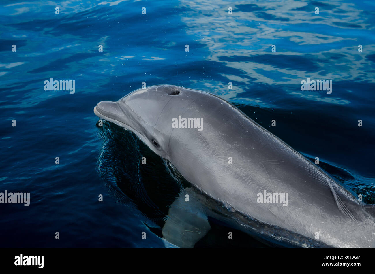 Dolphin teeth fish hi-res stock photography and images - Alamy