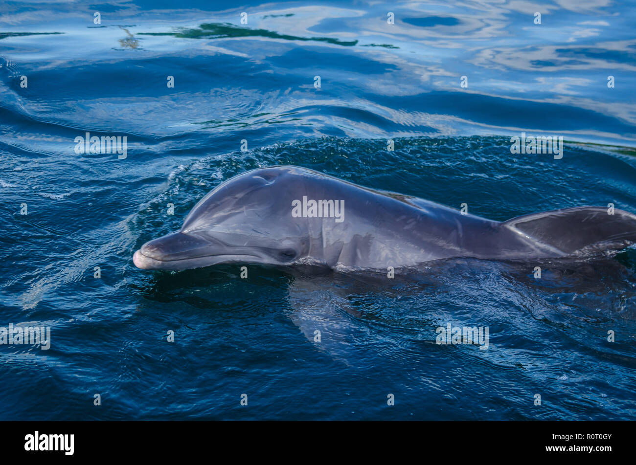 Dolphin face close up hi-res stock photography and images - Alamy