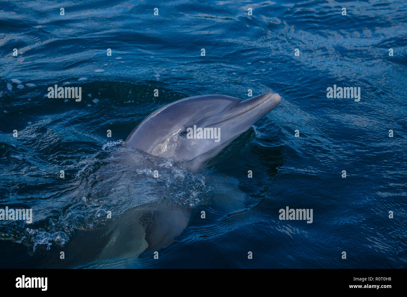Dolphin close up underwater hi-res stock photography and images - Alamy
