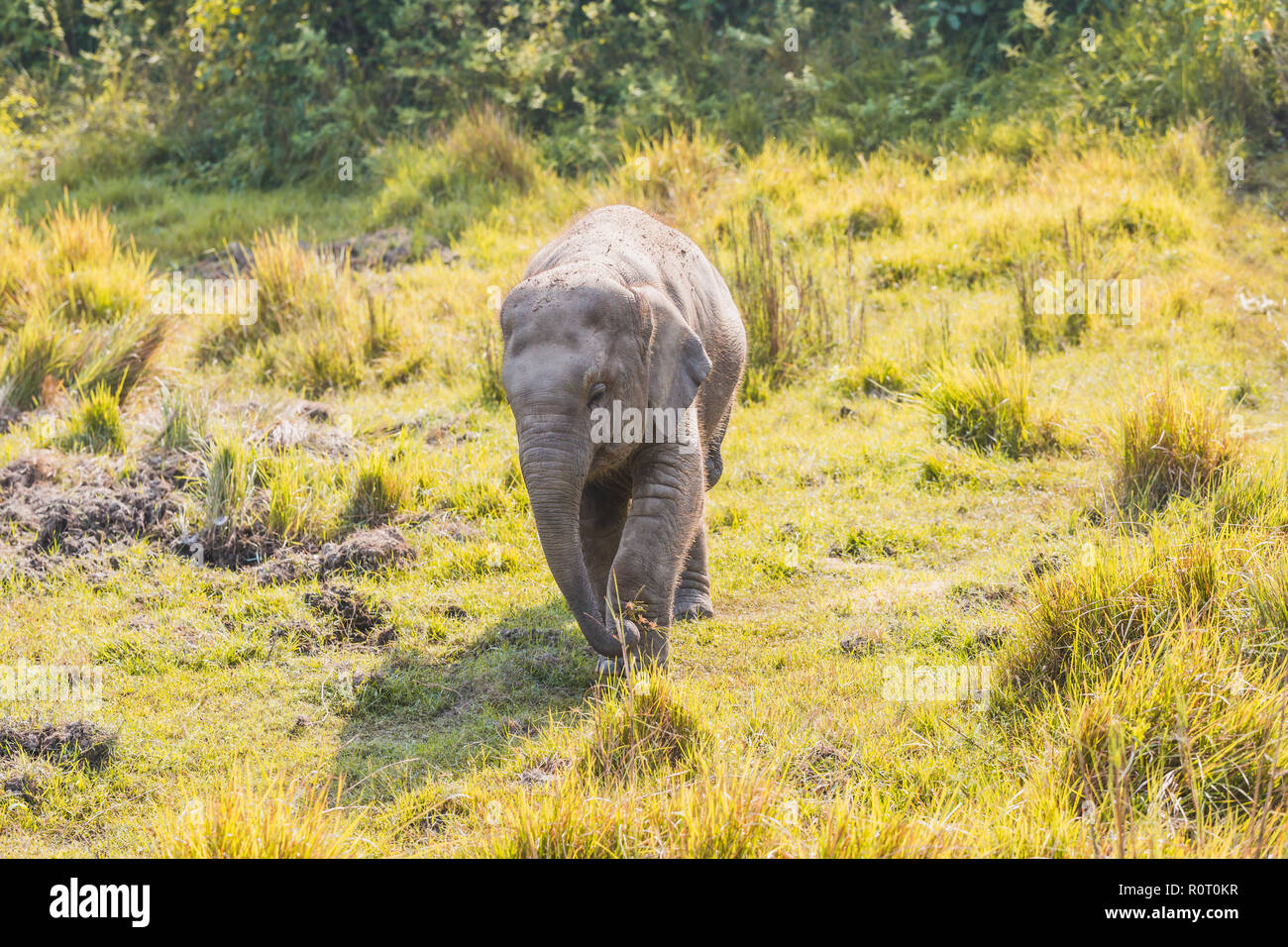Baby elephant at Chitwan National Park,Sauraha,Nepal Stock Photo - Alamy