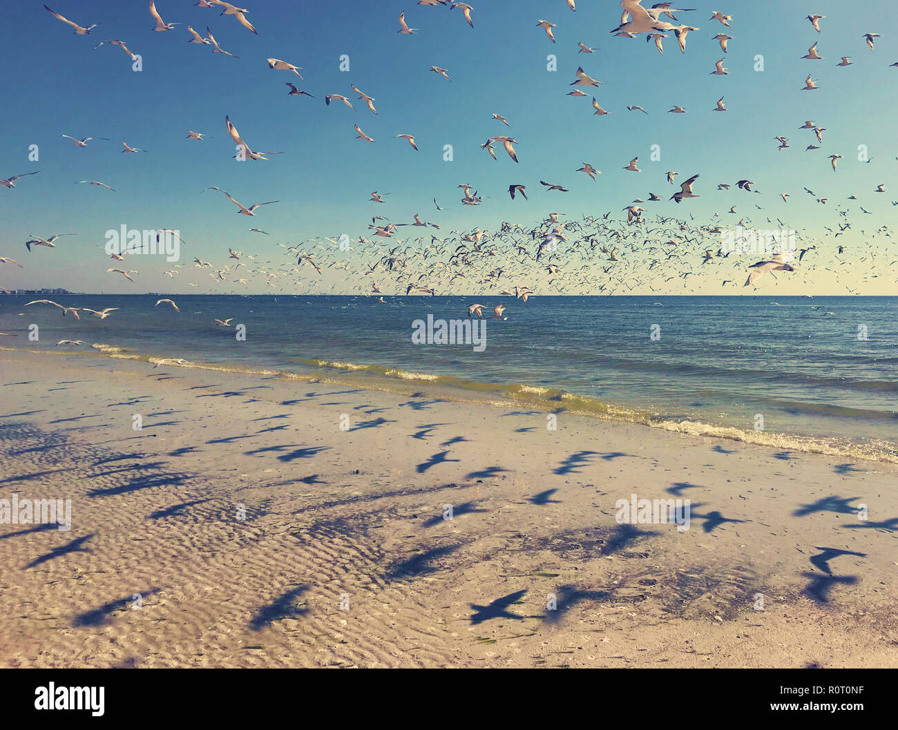 Birds on the beach Stock Photo - Alamy