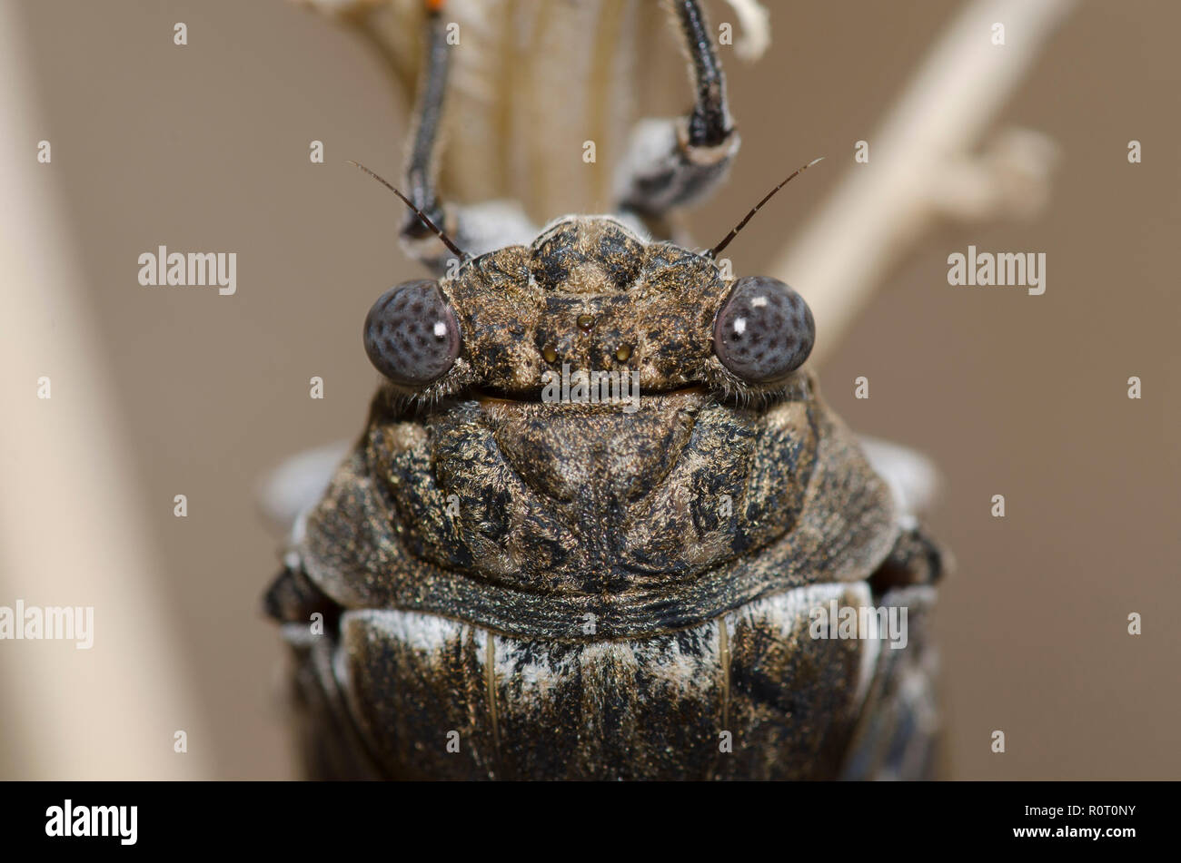Common Cactus Dodger, Cacama valvata Stock Photo - Alamy
