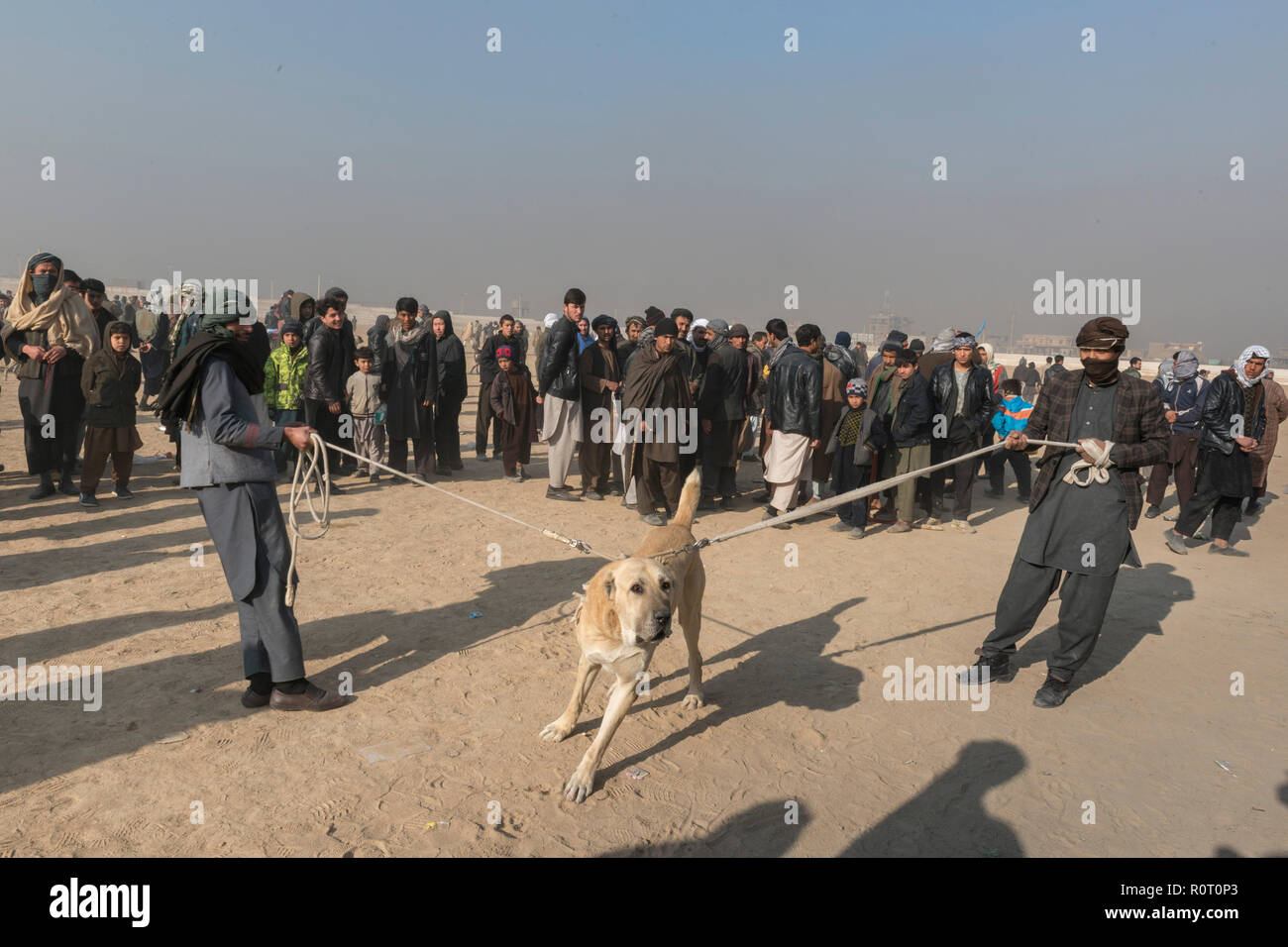 Dogfighting hi-res stock photography and images - Alamy