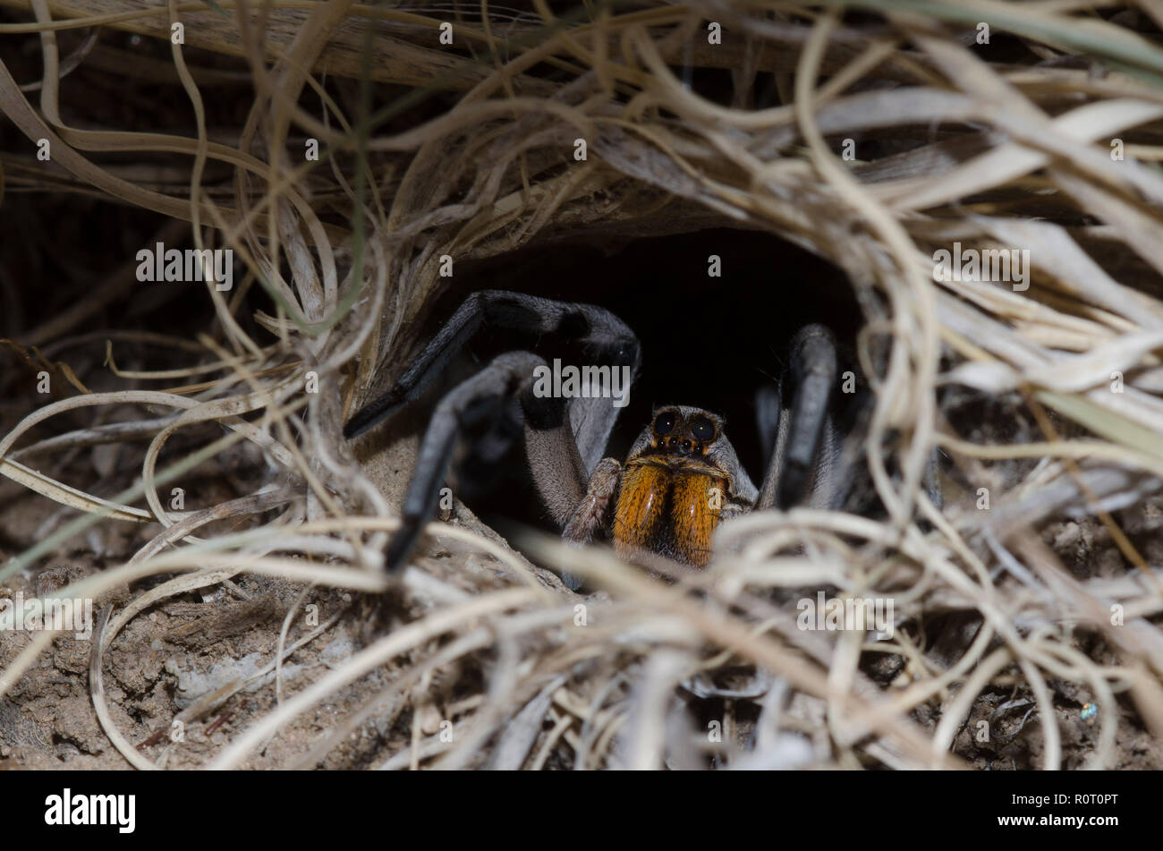 Carolina Wolf Spider, Hogna carolinensis, in burrow Stock Photo - Alamy