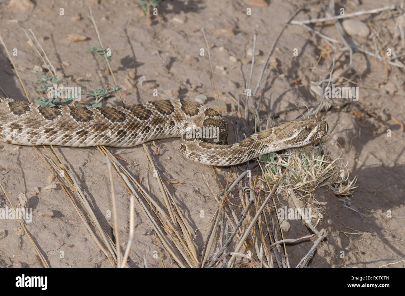 Crotalus Viridis High Resolution Stock Photography and Images - Alamy