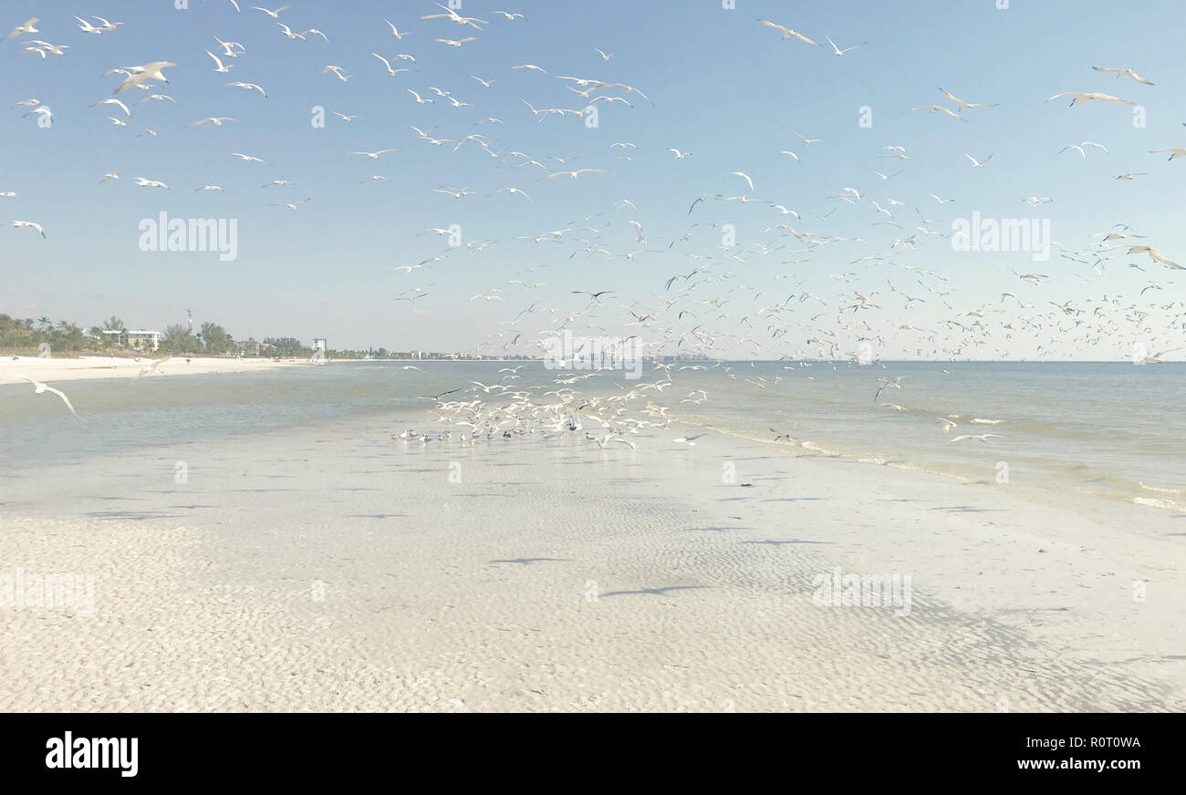 Birds on the beach Stock Photo - Alamy